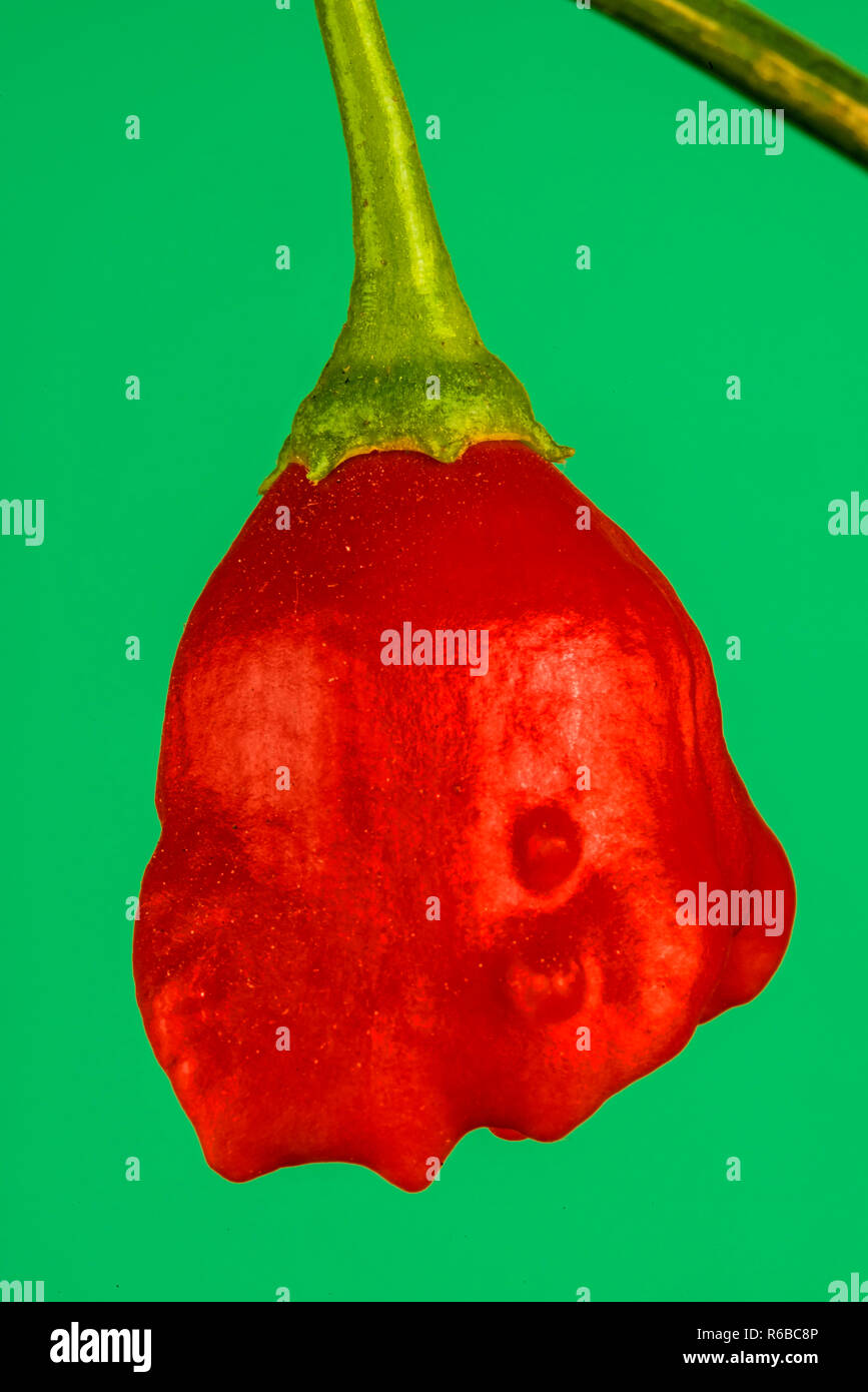 Chilli crown hi-res stock photography and images - Alamy