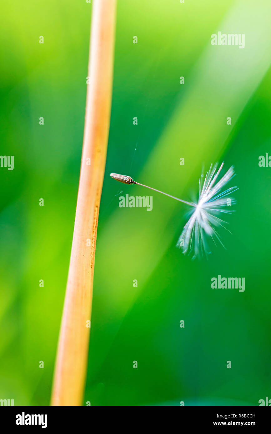 Flying seeds hi-res stock photography and images - Alamy