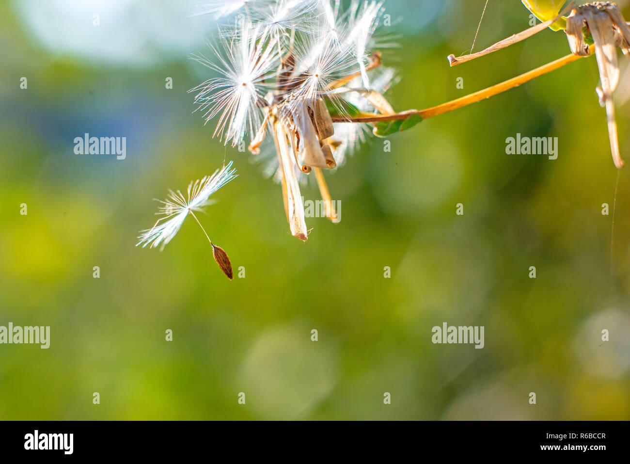 Flying seeds hi-res stock photography and images - Alamy