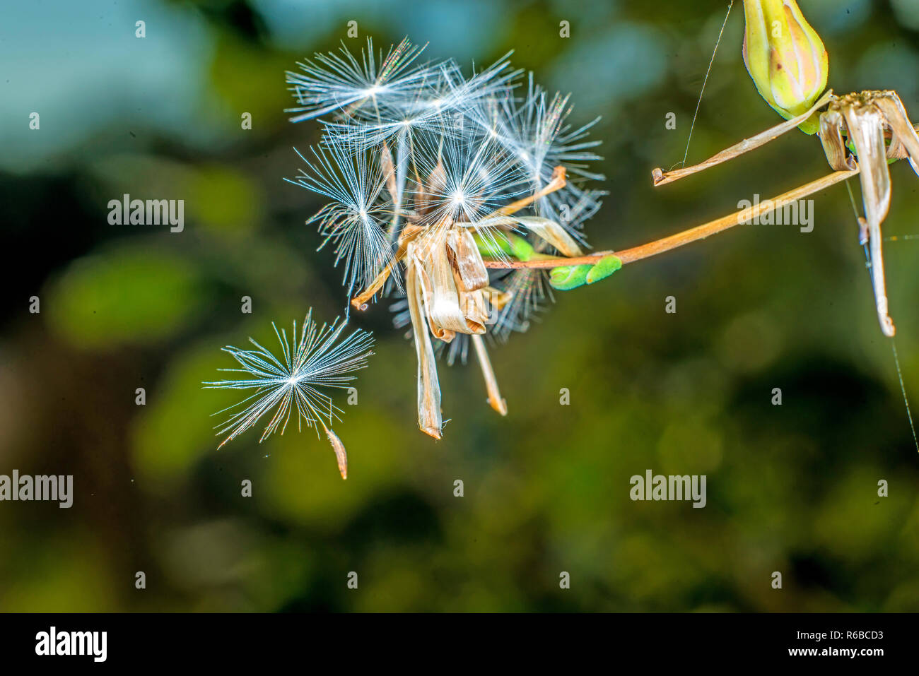 Flying seeds hi-res stock photography and images - Alamy