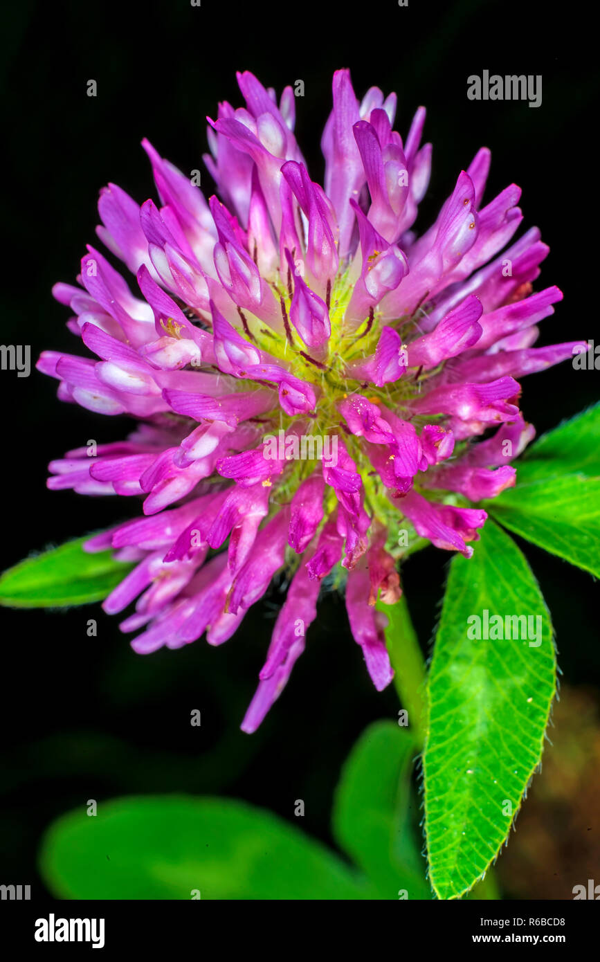 Red Clover, Medicinal Plant,Trifolium Pratense Stock Photo - Alamy