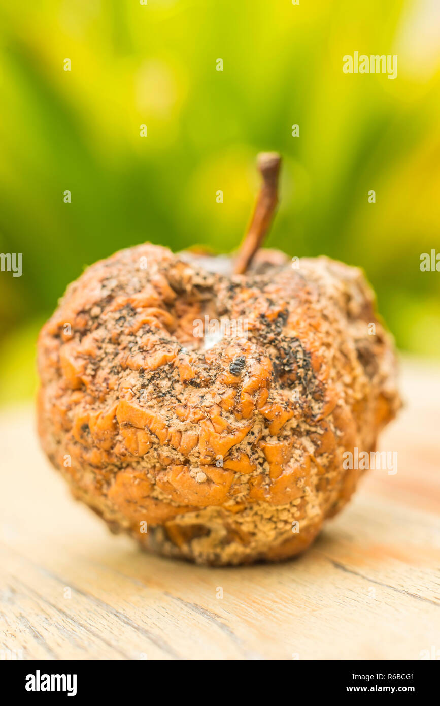 Rotten apple worm hi-res stock photography and images - Alamy
