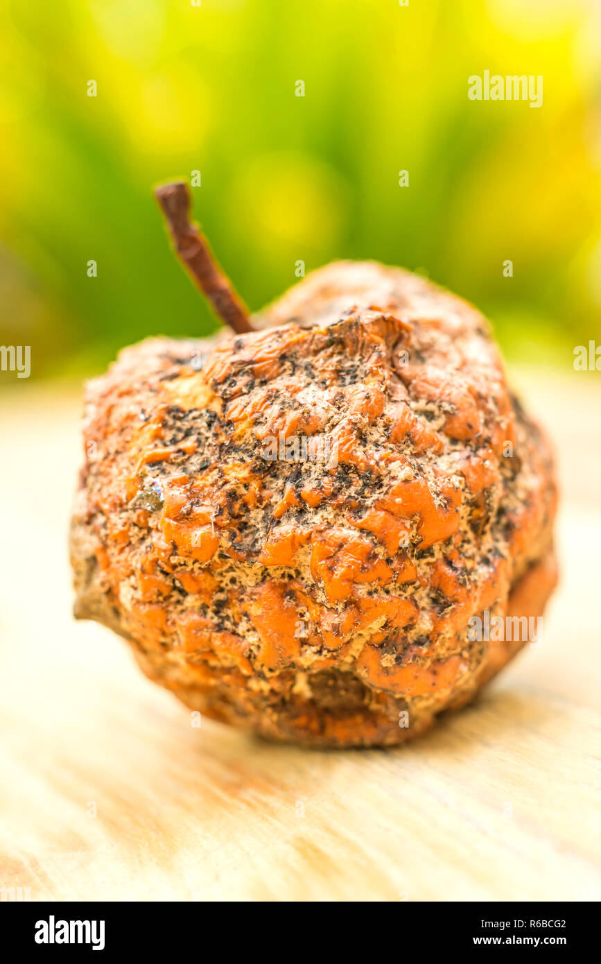 Rotten apple worm hi-res stock photography and images - Alamy