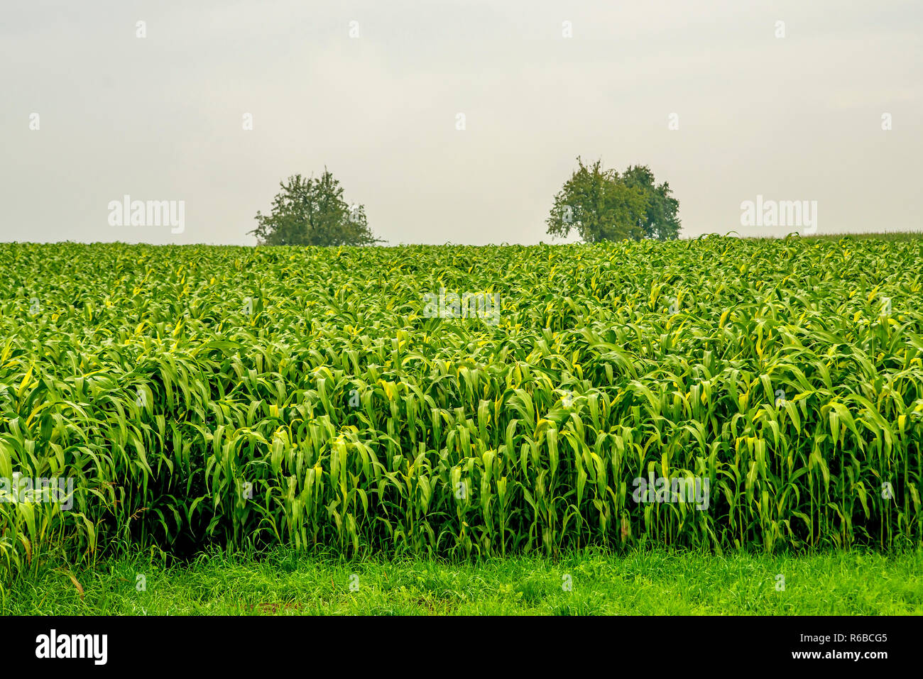 Sudan Grass, Sorghum Sudanense, Energy Plant Stock Photo - Alamy