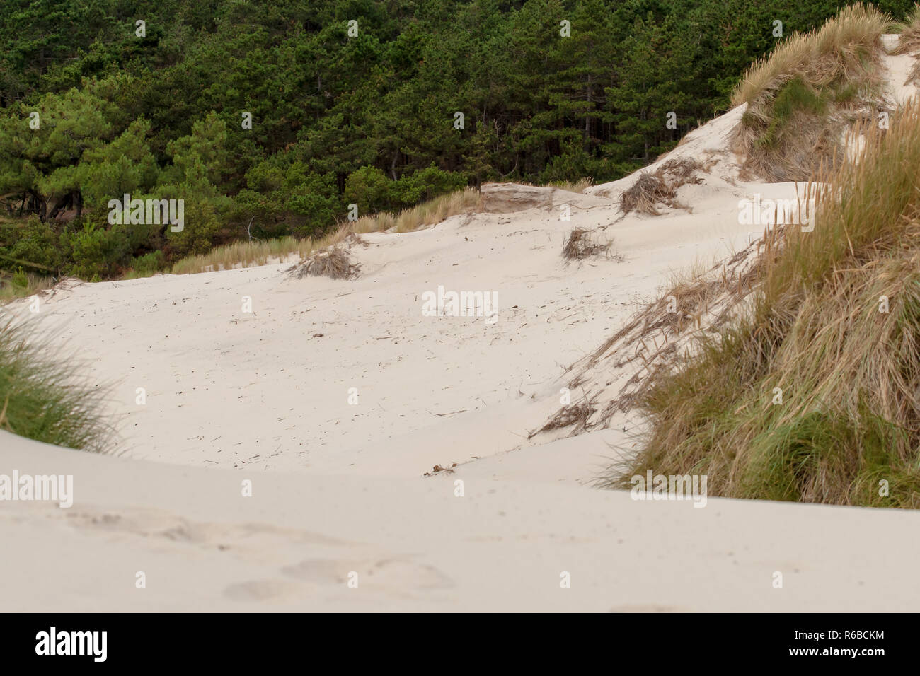 National nature park with dune landscape on the Dutch coast. Landscape ...