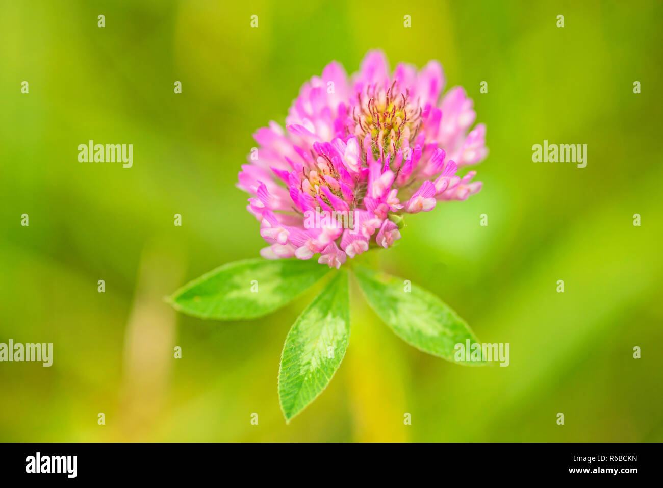Red Clover, Medicinal Plant,Trifolium Pratense Stock Photo - Alamy