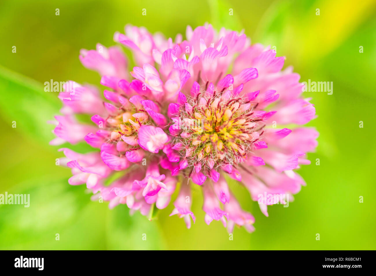 Red Clover, Medicinal Plant,Trifolium Pratense Stock Photo - Alamy