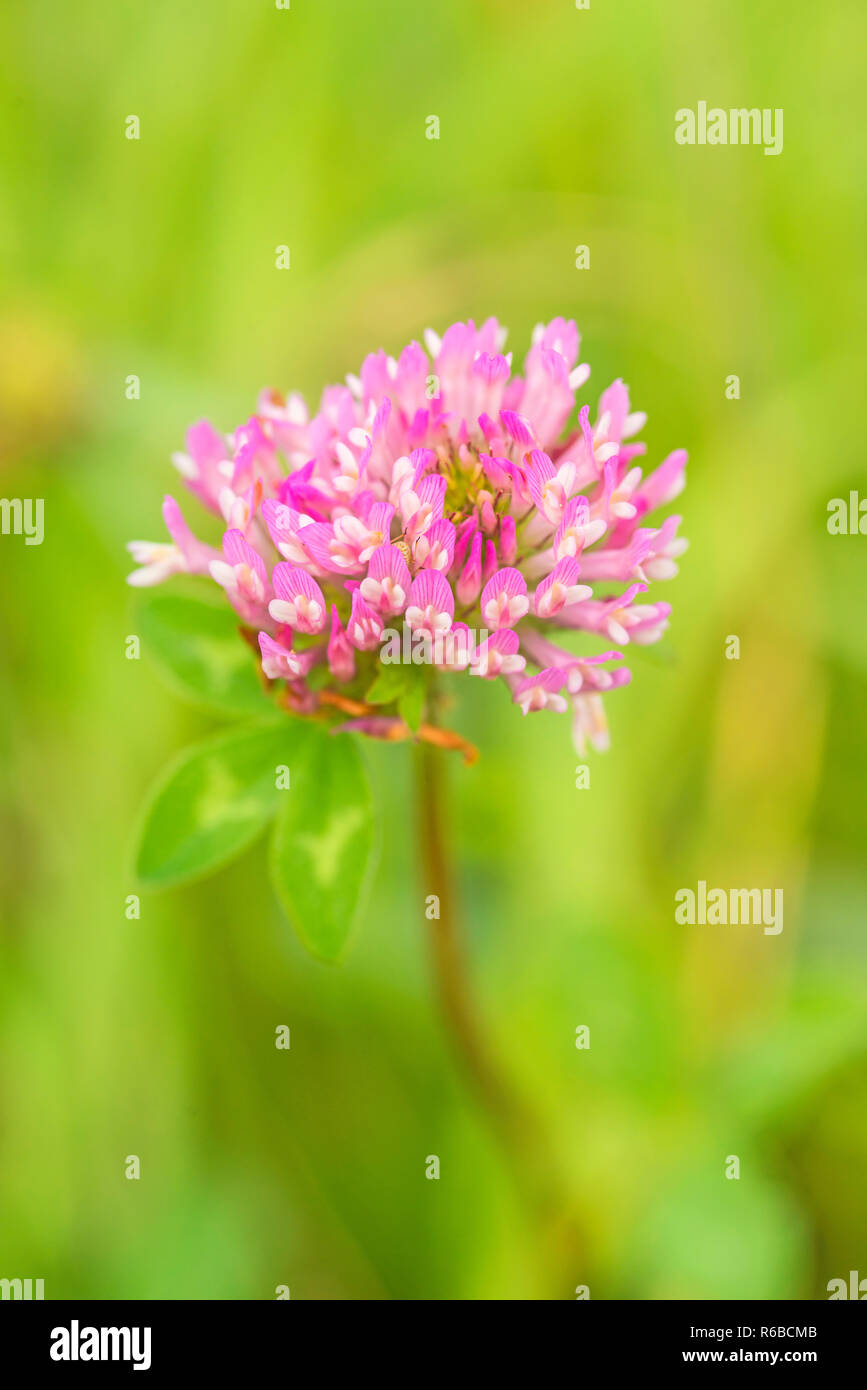 Red Clover, Medicinal Plant,Trifolium Pratense Stock Photo - Alamy