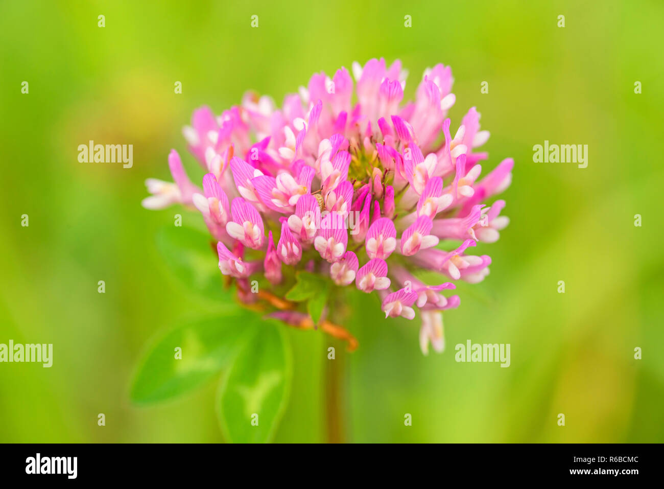 Red Clover, Medicinal Plant,Trifolium Pratense Stock Photo - Alamy