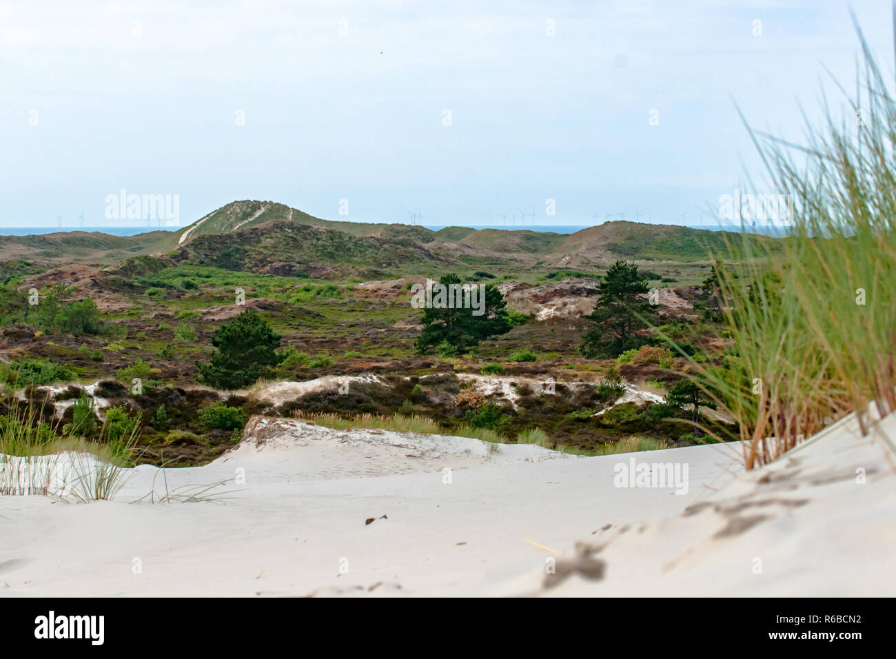 National nature park with dune landscape on the Dutch coast. Landscape ...