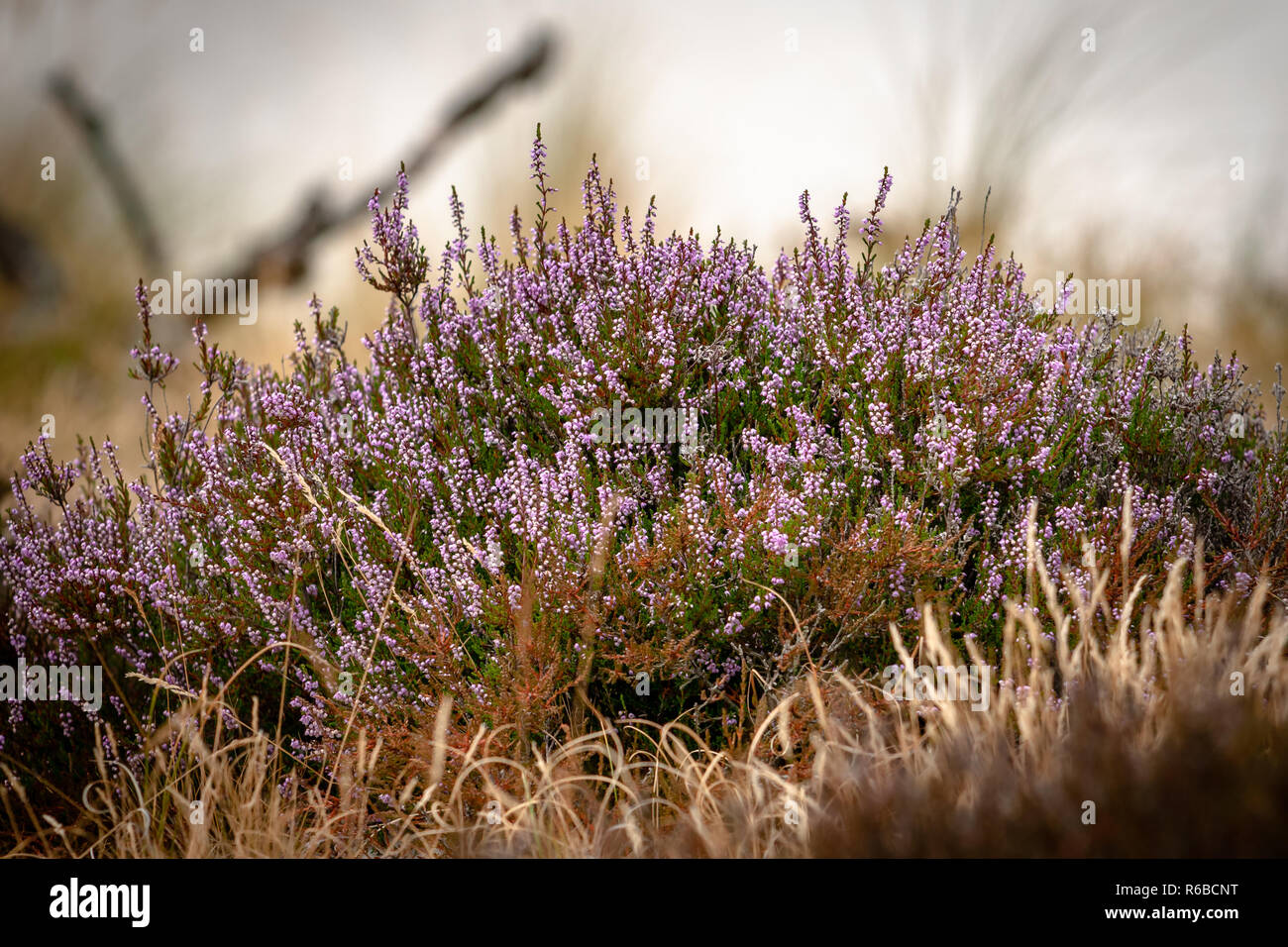 National nature park with dune landscape on the Dutch coast. Landscape ...