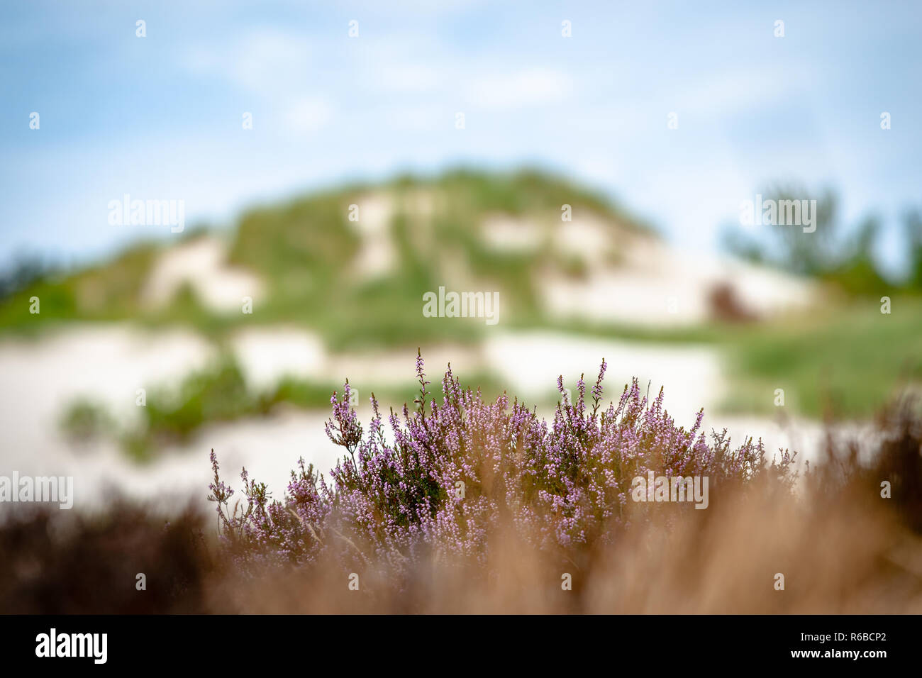 National nature park with dune landscape on the Dutch coast. Landscape ...