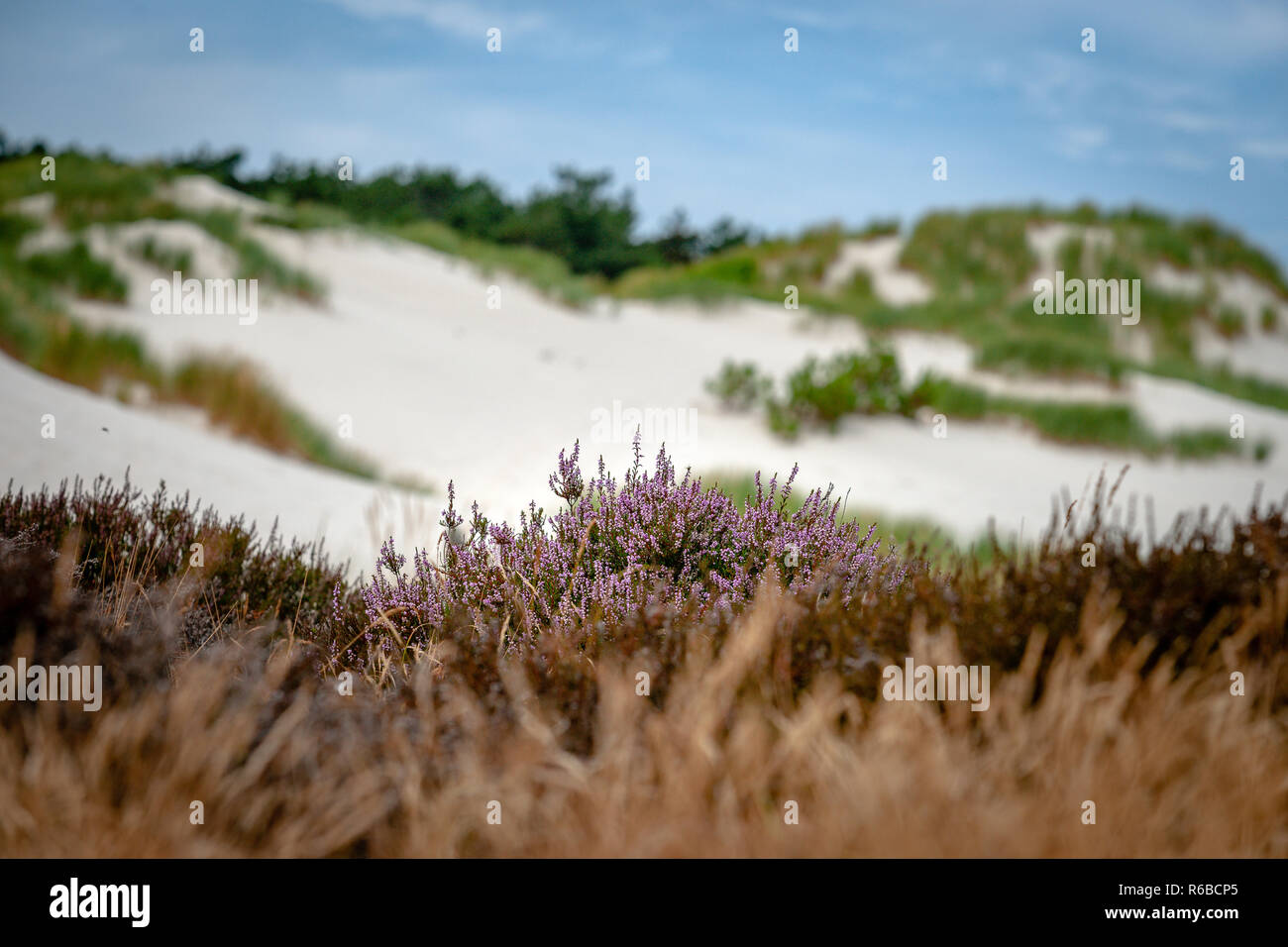 National nature park with dune landscape on the Dutch coast. Landscape ...