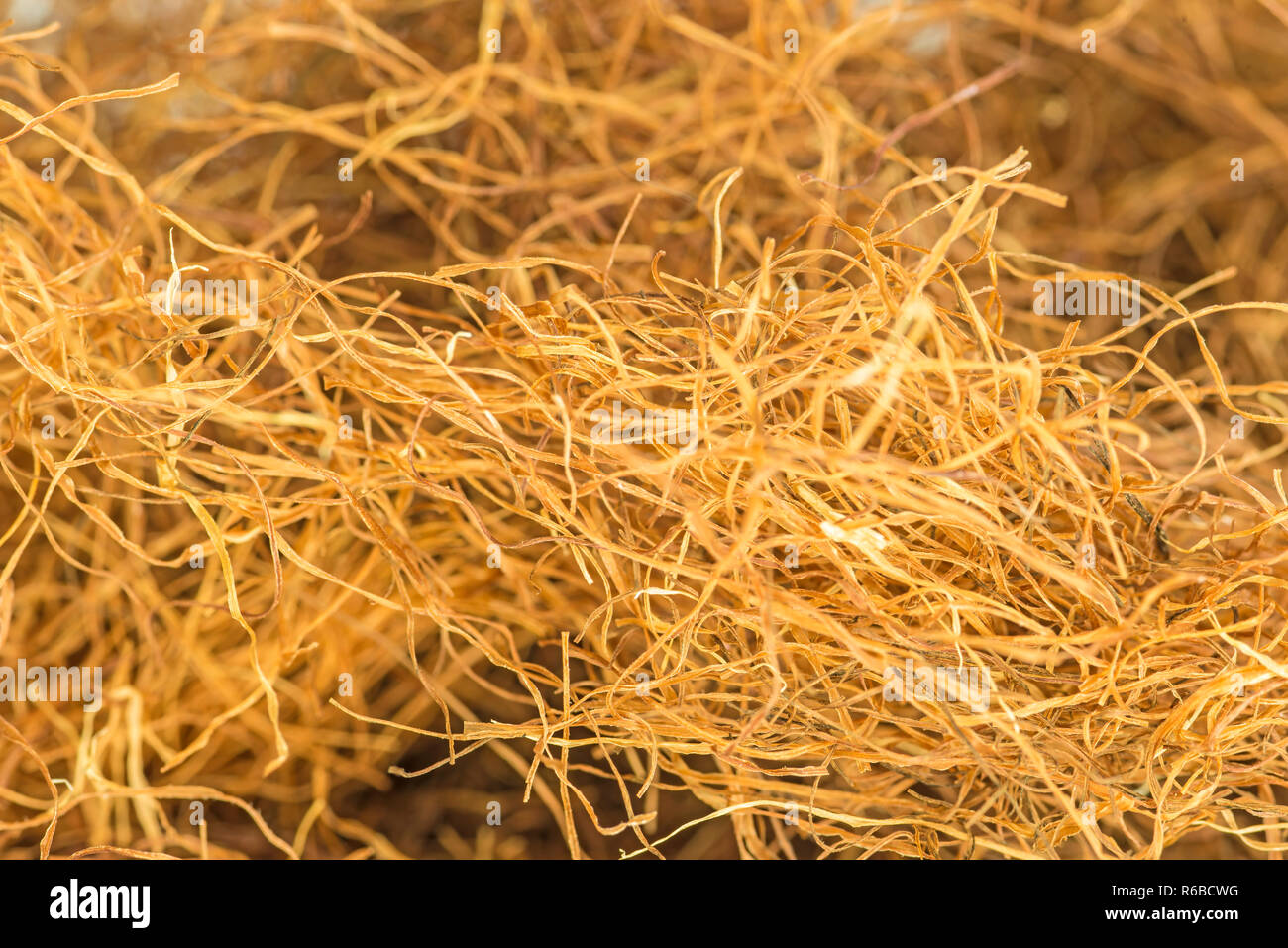 Stigma of maize zea mays hi-res stock photography and images - Alamy