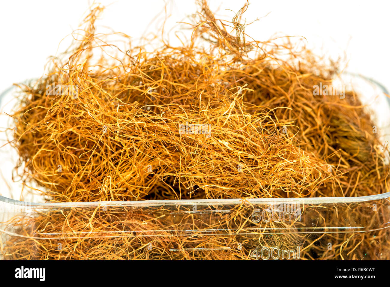 Stigma of maize zea mays hi-res stock photography and images - Alamy