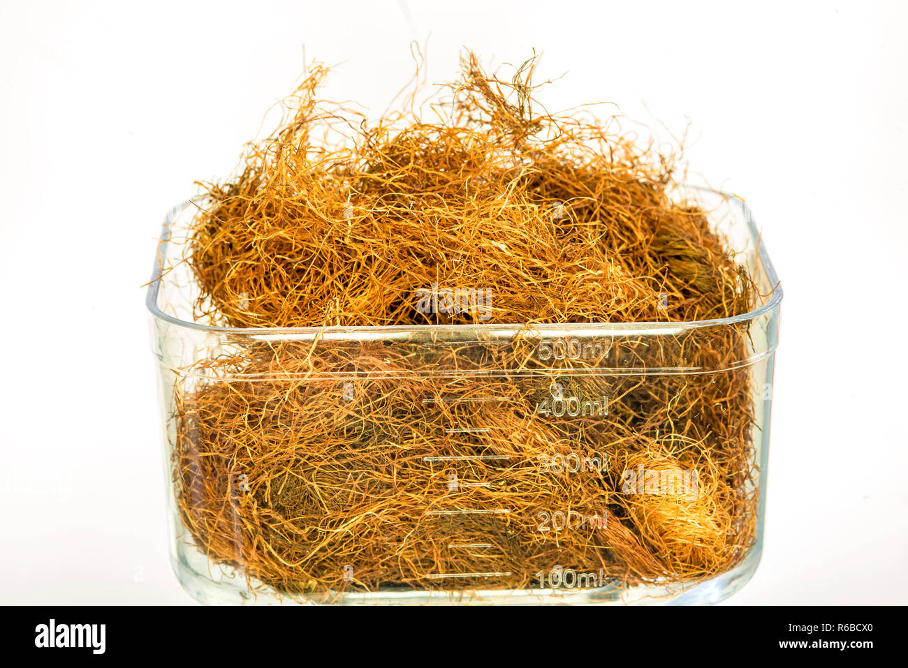 Stigma of maize zea mays hi-res stock photography and images - Alamy