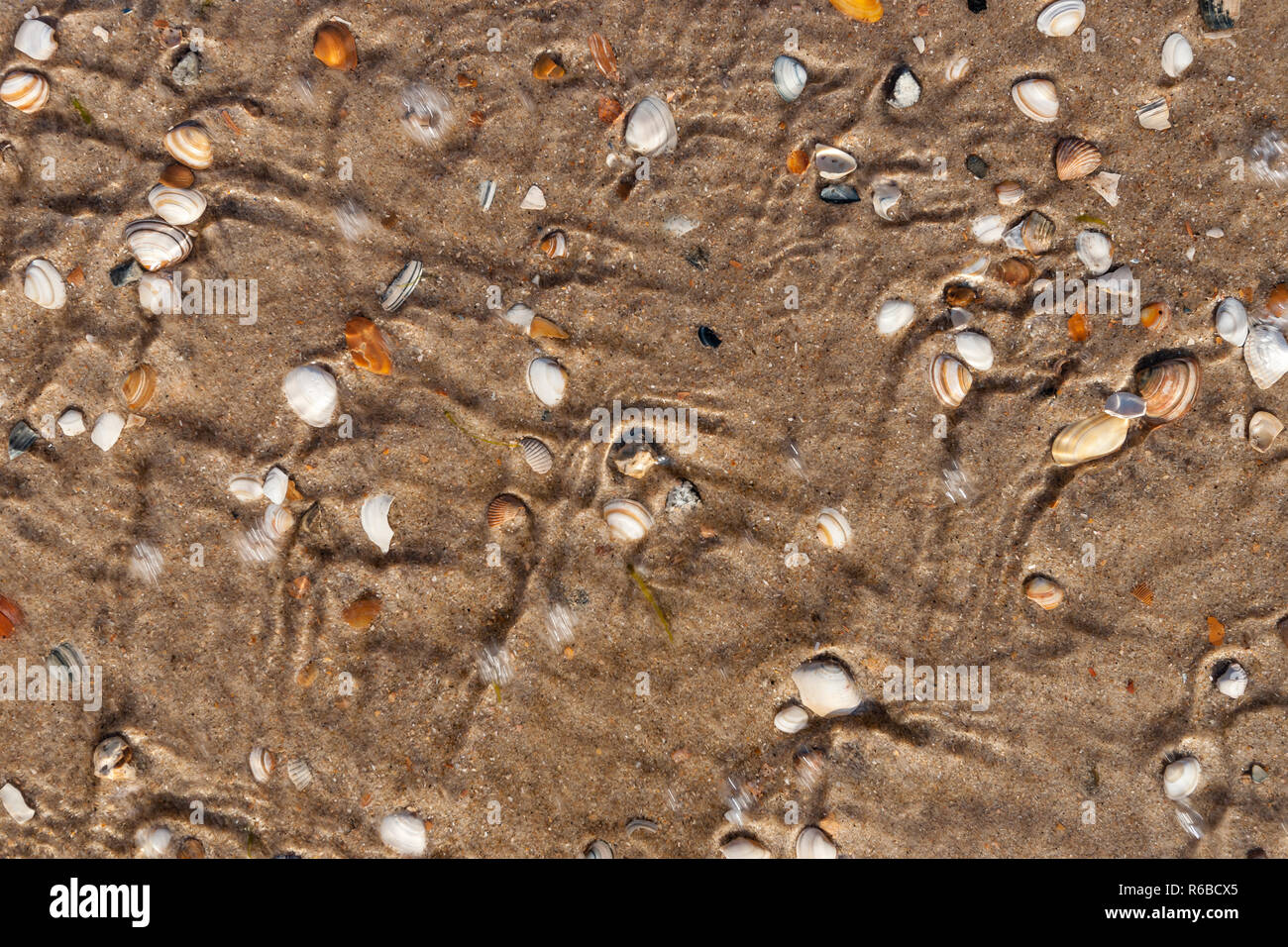 Rising floods and running water cover white and brown North Sea shells ...