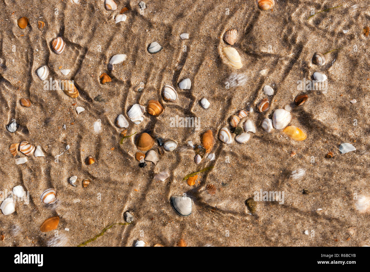 Rising floods and running water cover white and brown North Sea shells ...