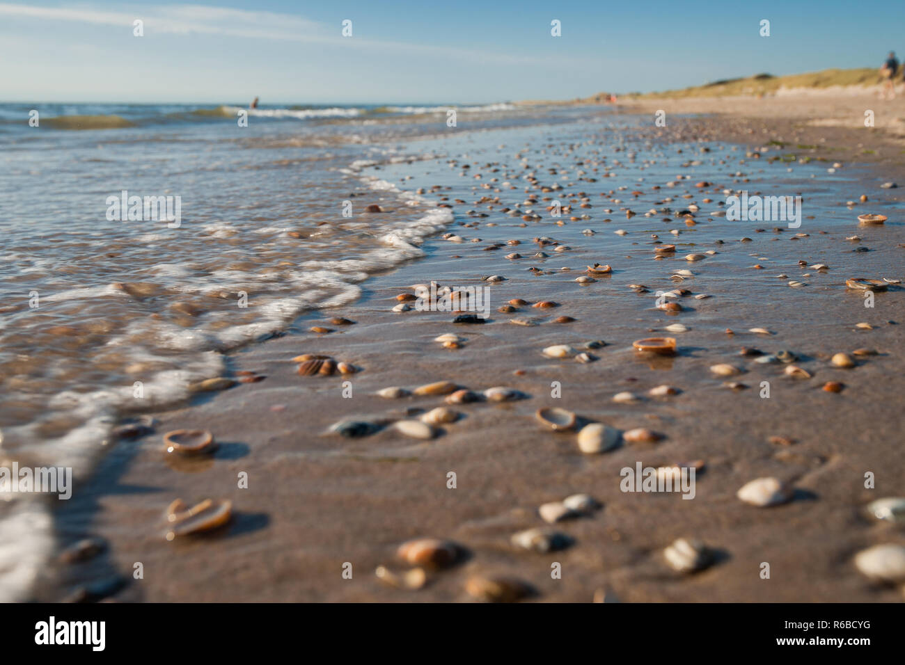 Rising floods and running water cover white and brown North Sea shells ...
