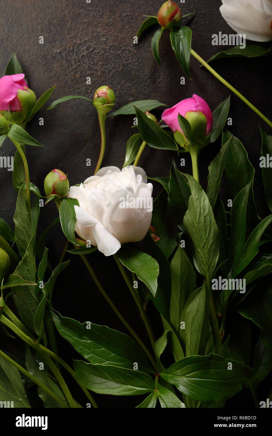 Peony top view hi-res stock photography and images - Alamy