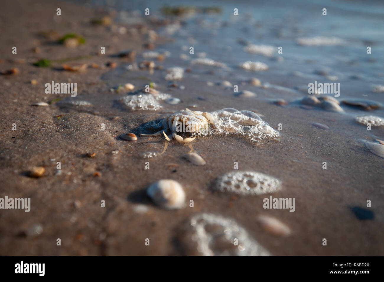 Summery backlit photo with long shadows of shells and details of sun ...