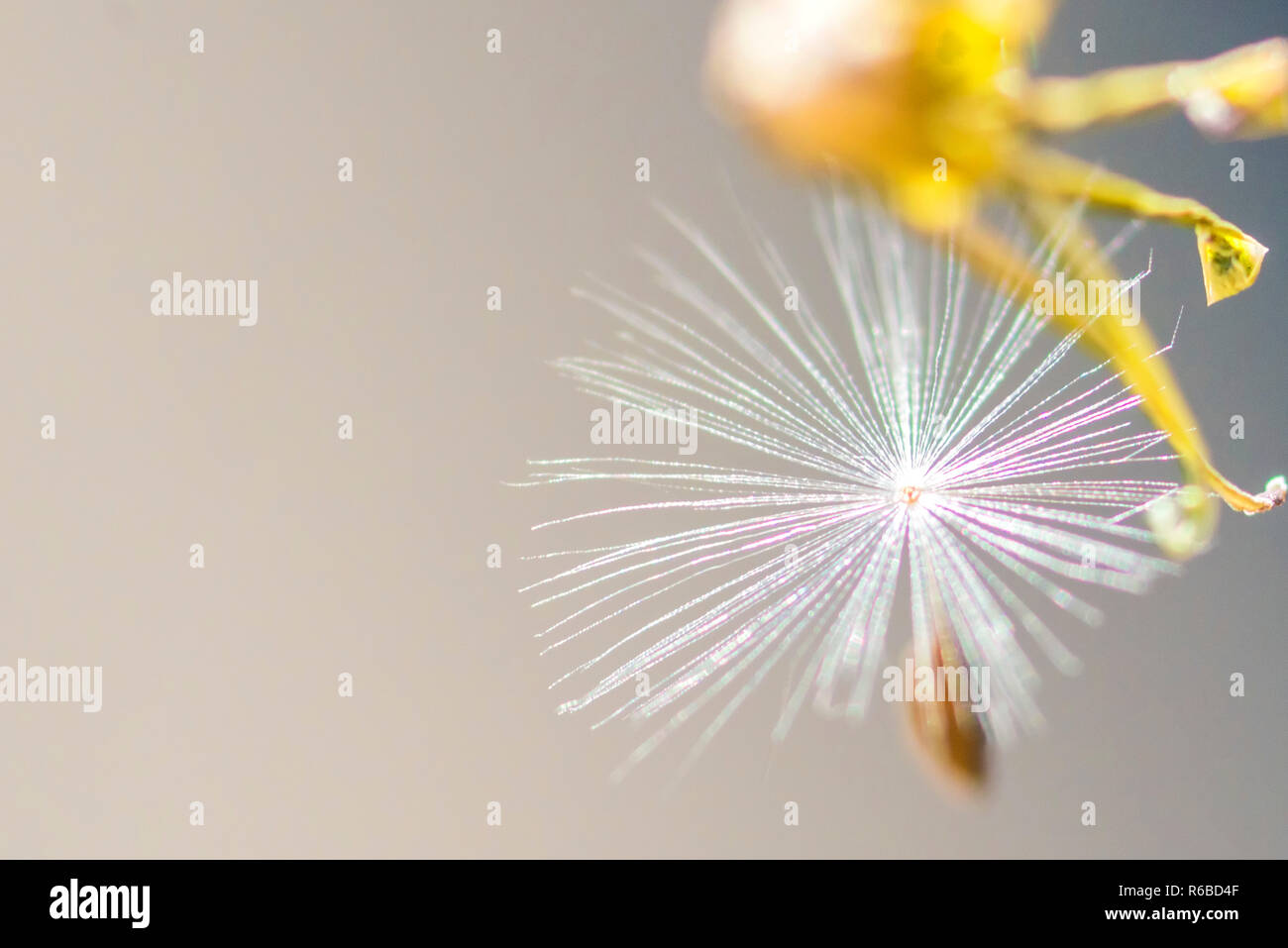 Flying seed hi-res stock photography and images - Alamy