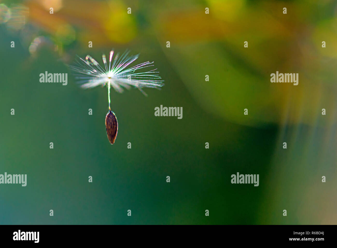 Flying seed hi-res stock photography and images - Alamy