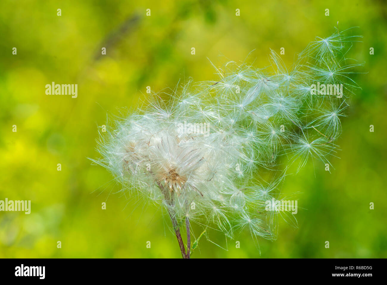 Hair flying seeds hi-res stock photography and images - Alamy