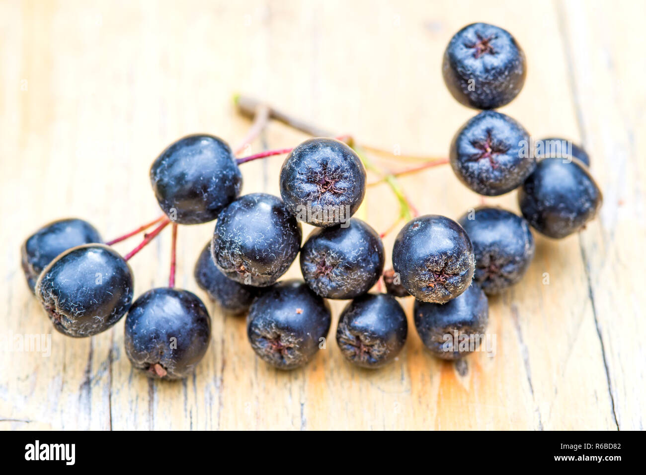 Black Choke Berry Stock Photo - Alamy