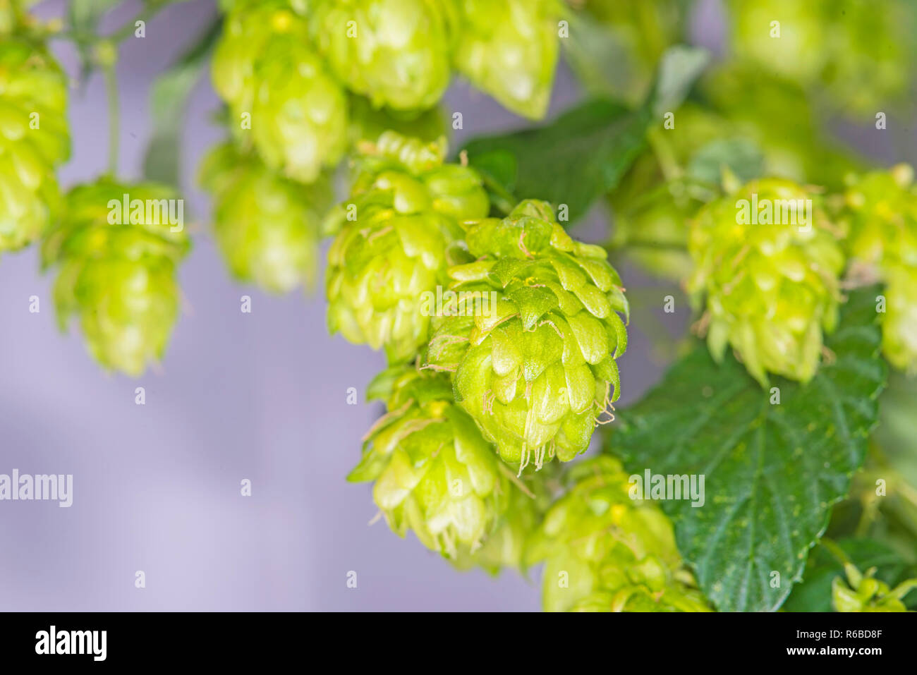 Hops Fermentation High Resolution Stock Photography and Images - Alamy