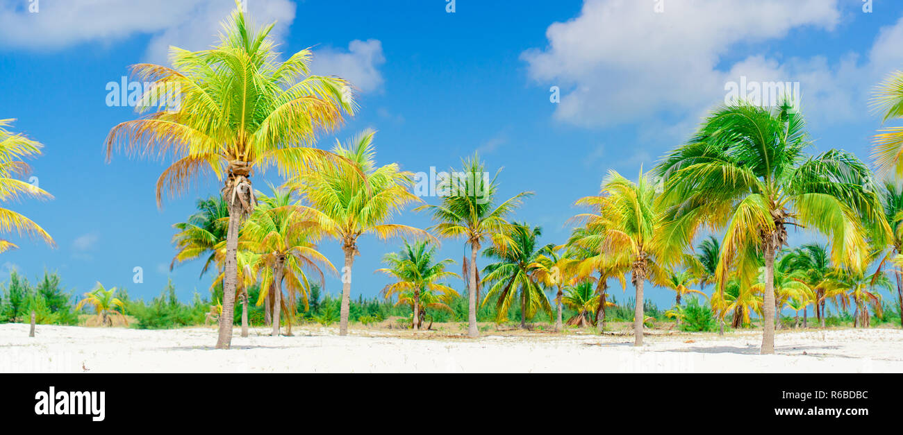 Palm trees on white sand beach. Playa Sirena. Cayo Largo. Cuba Stock ...