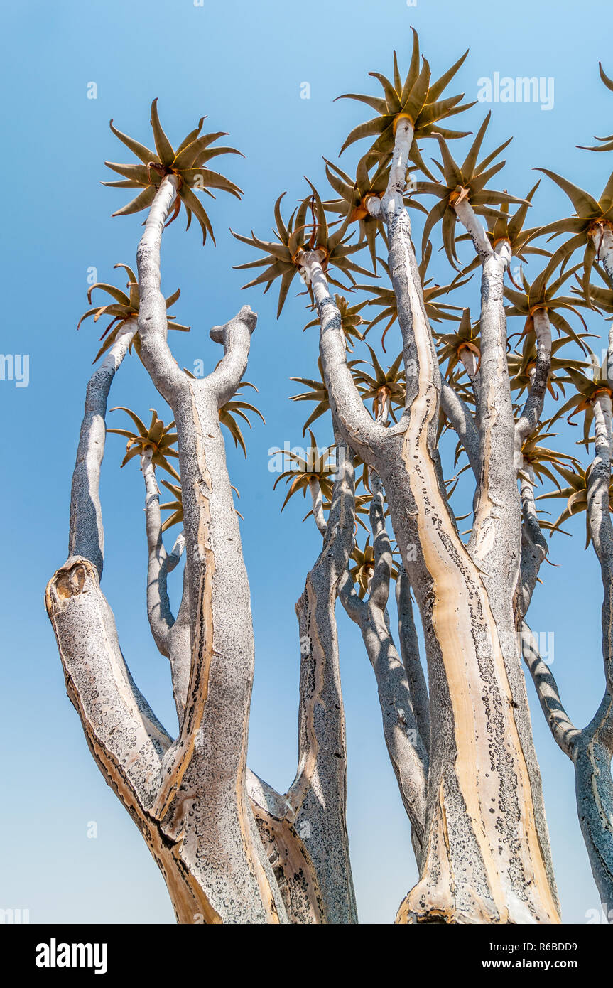 quiver tree, kokerboom, Aloidendron dichotomum, near C14 road, Namibia ...
