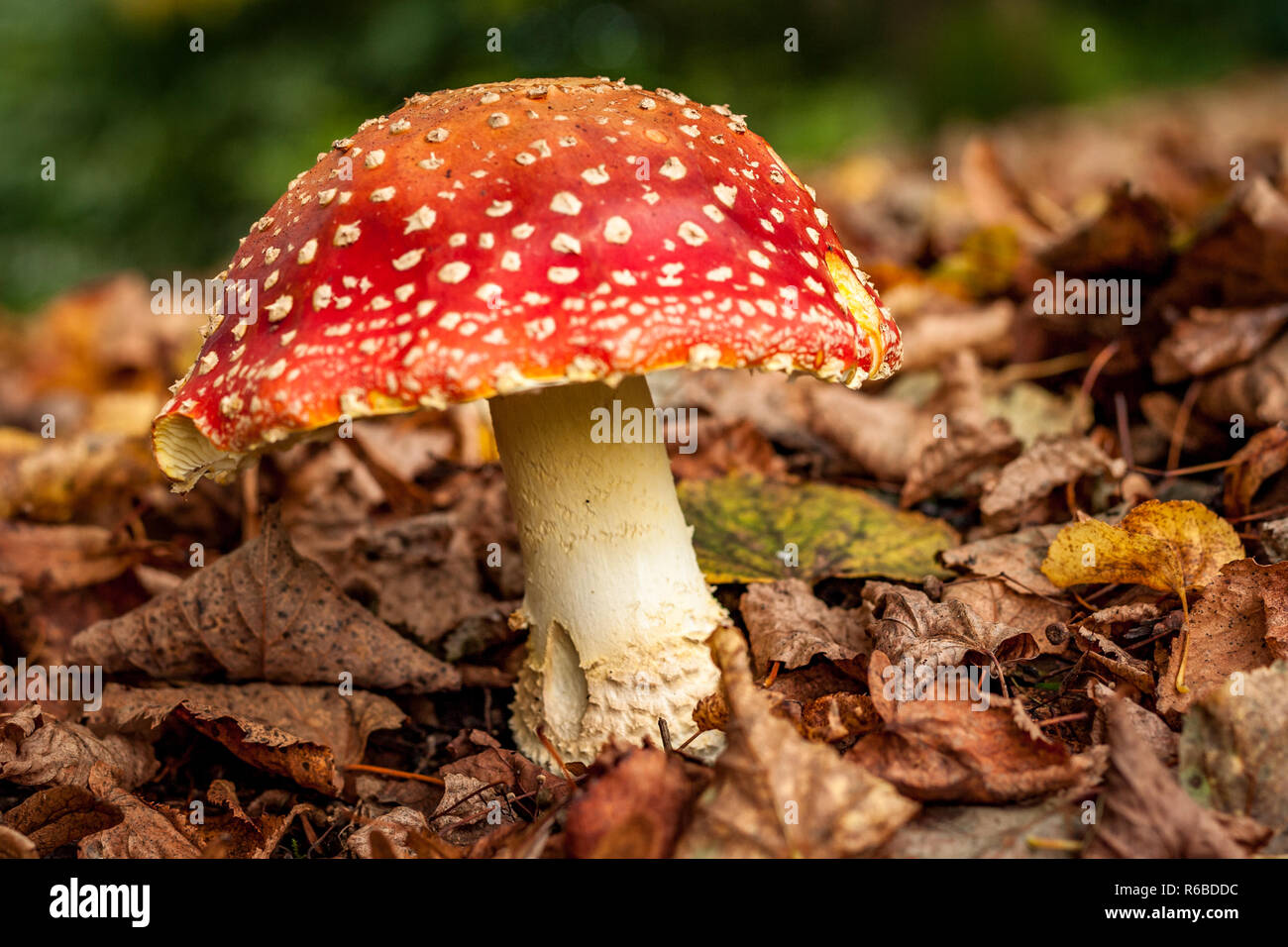 Commonly known as the fly agaric hi-res stock photography and images - Alamy