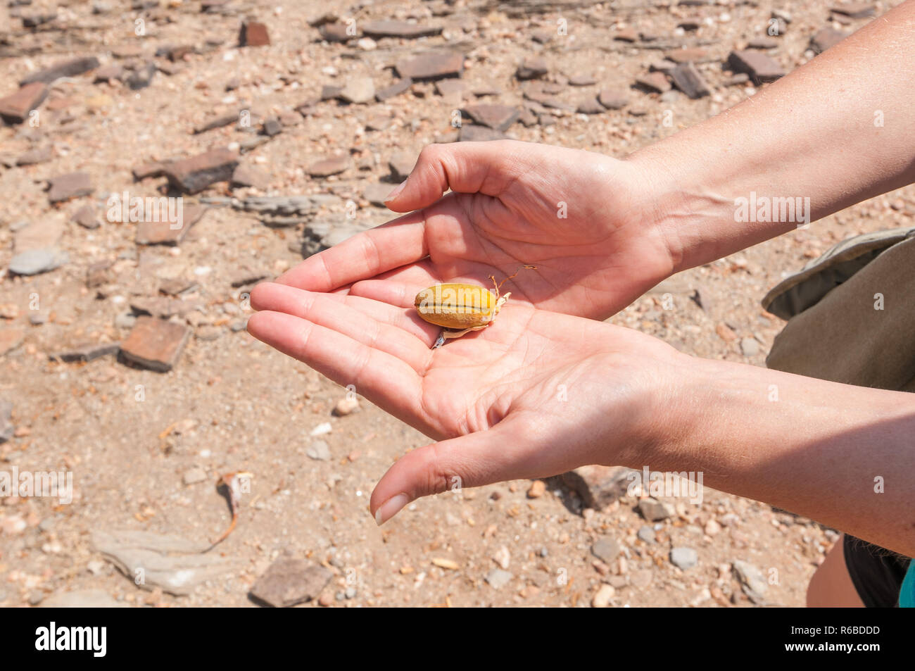 Namibian woman hi-res stock photography and images - Alamy