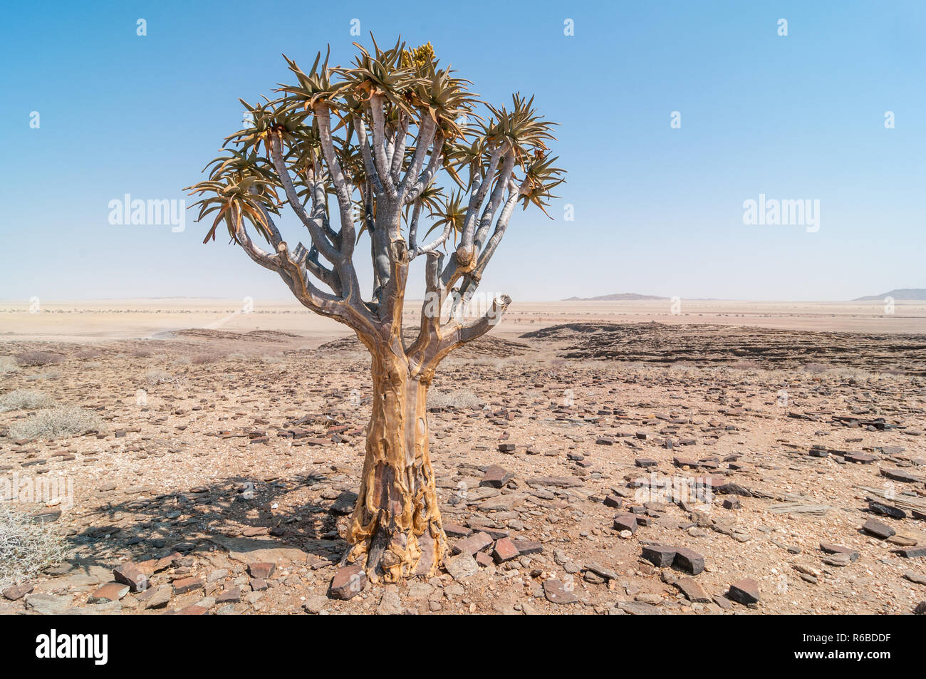 quiver tree or kokerboom, Aloidendron dichotomum, near C14 road ...