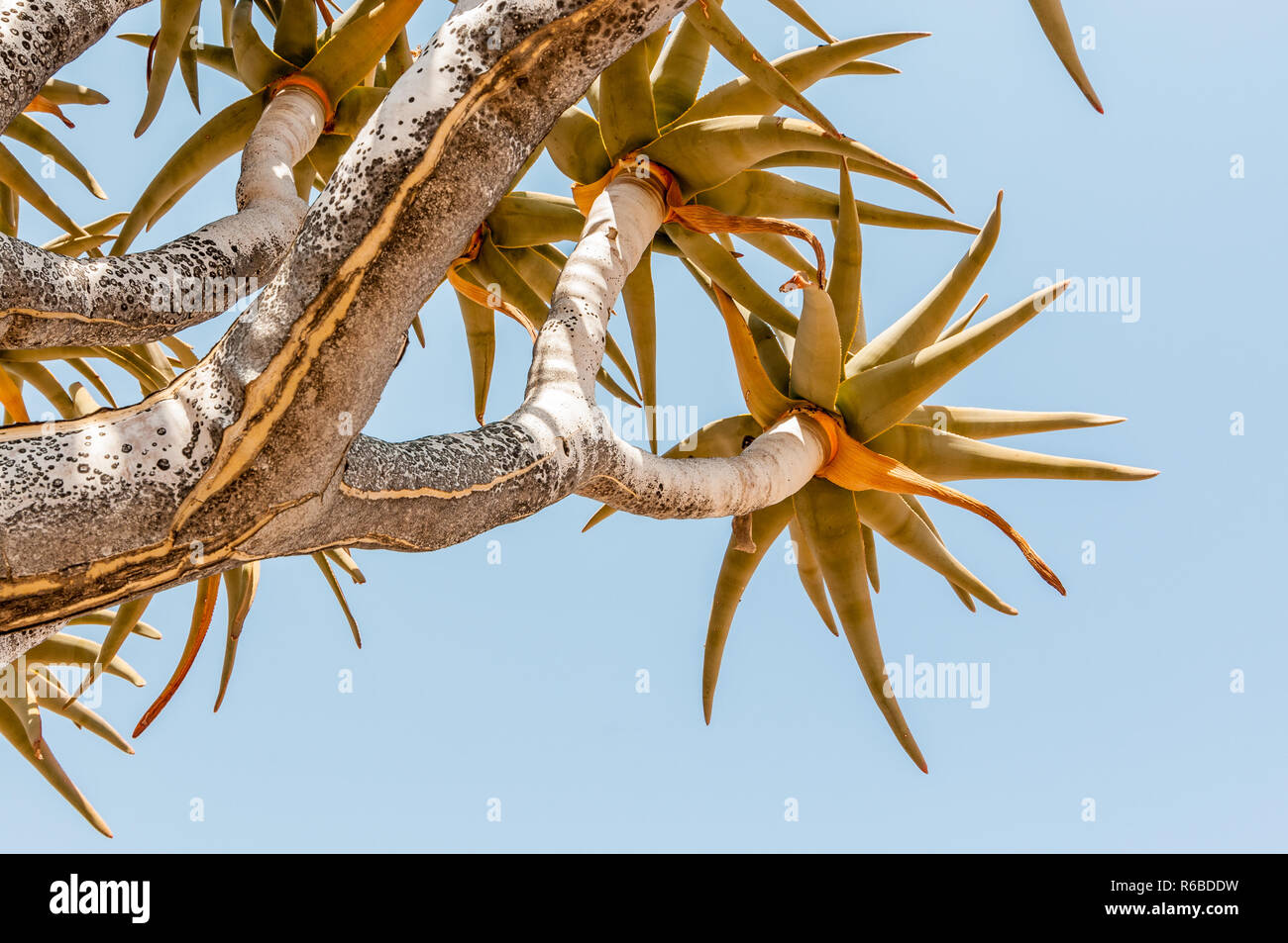 quiver tree or kokerboom, Aloidendron dichotomum, near C14 road ...