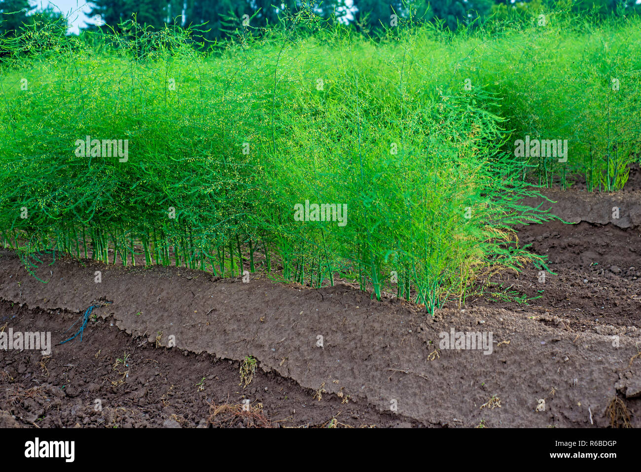 Field Of Asparagus Stock Photo - Alamy