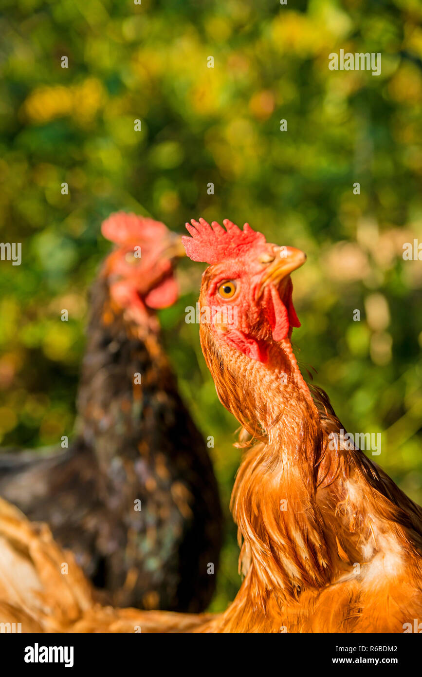 Chicken Looking Up Stock Photo - Alamy