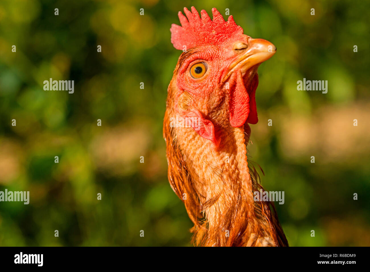 Chicken Looking Up Stock Photo - Alamy