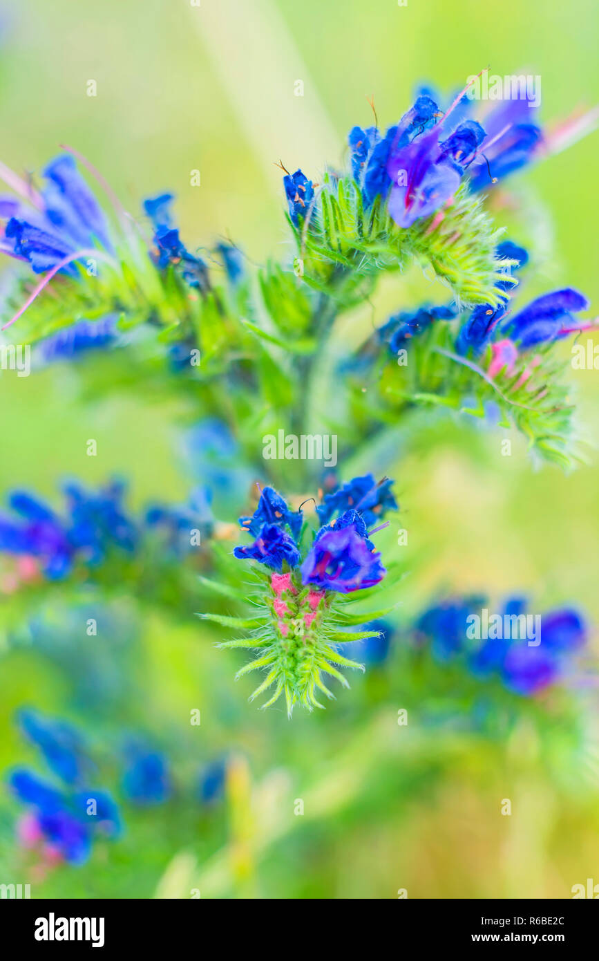 Viper’s bugloss hi-res stock photography and images - Alamy