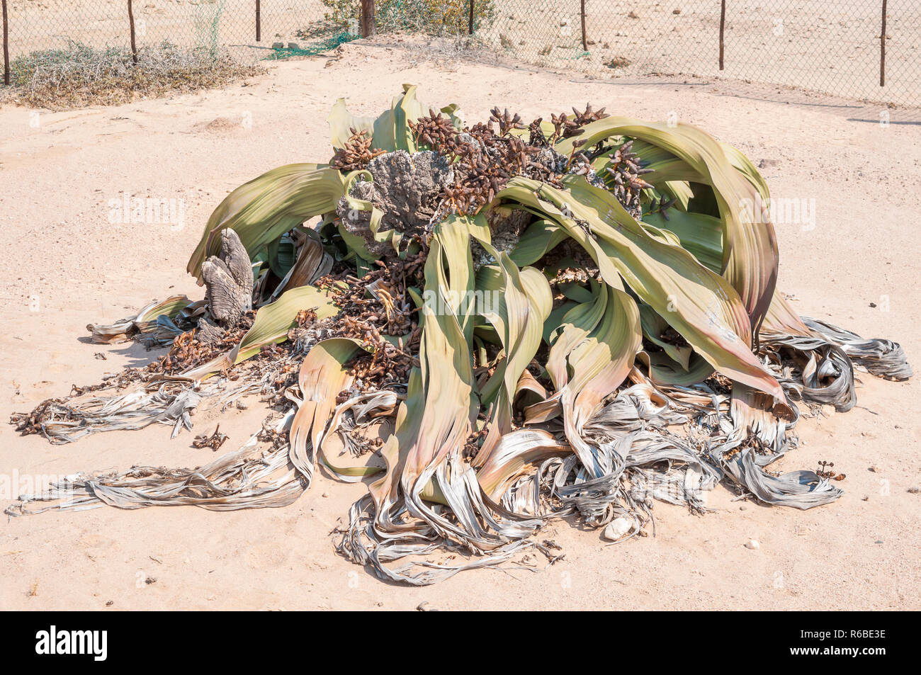 Welwitschia Mirabilis Tree High Resolution Stock Photography and Images ...
