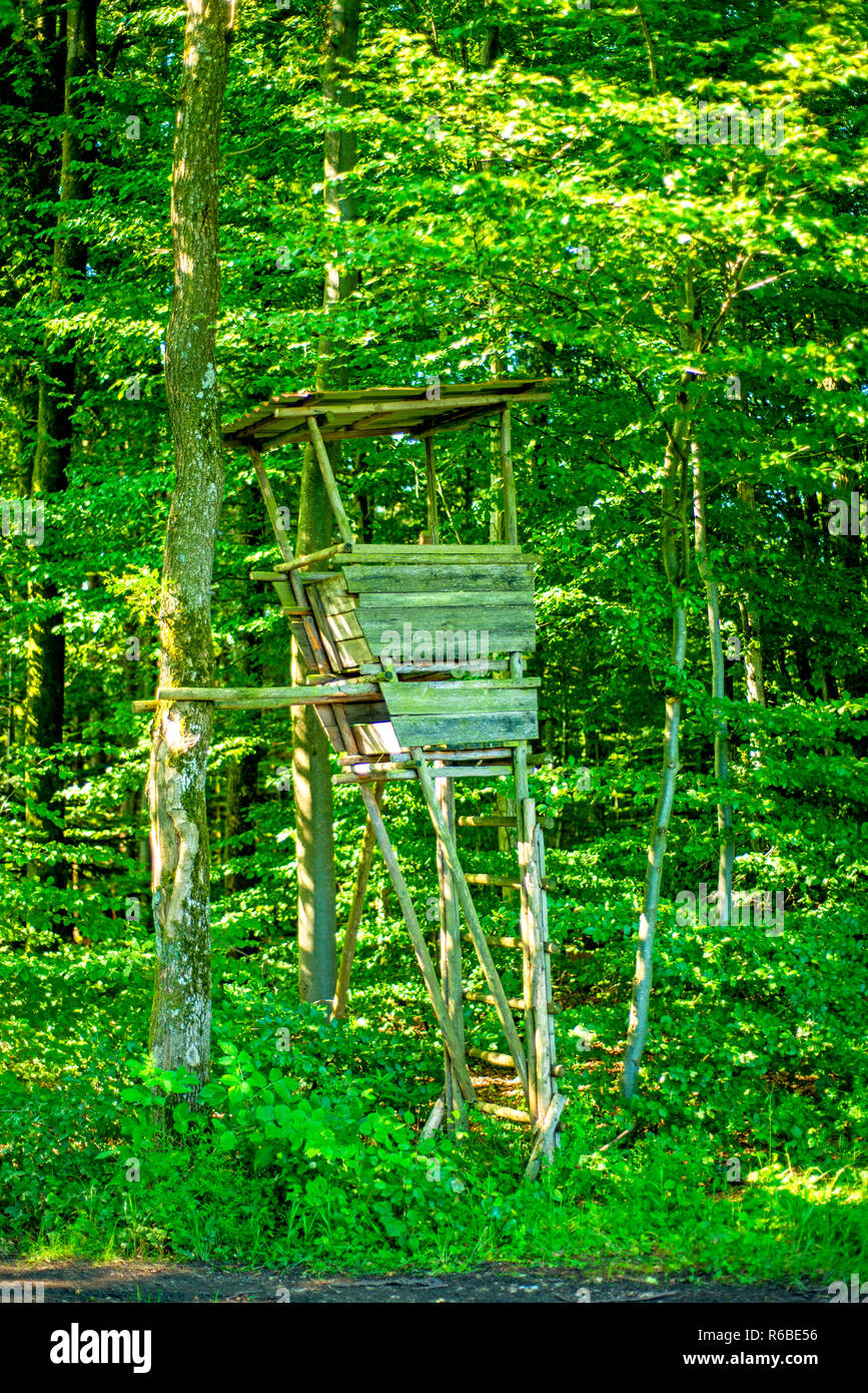 Hide In A Forest Stock Photo - Alamy
