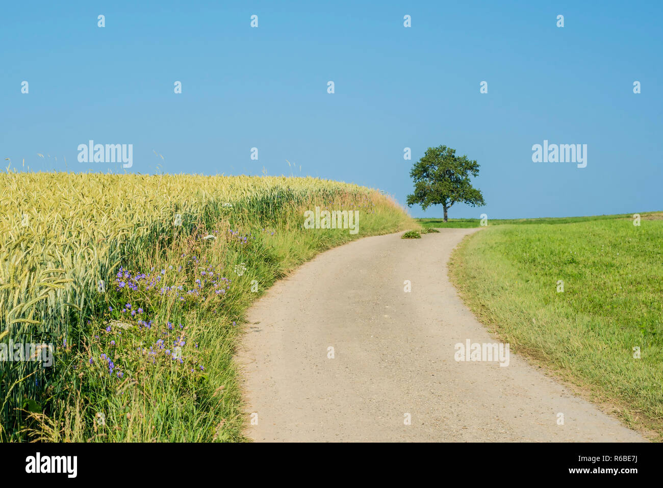 Tree in spelt field hi-res stock photography and images - Alamy
