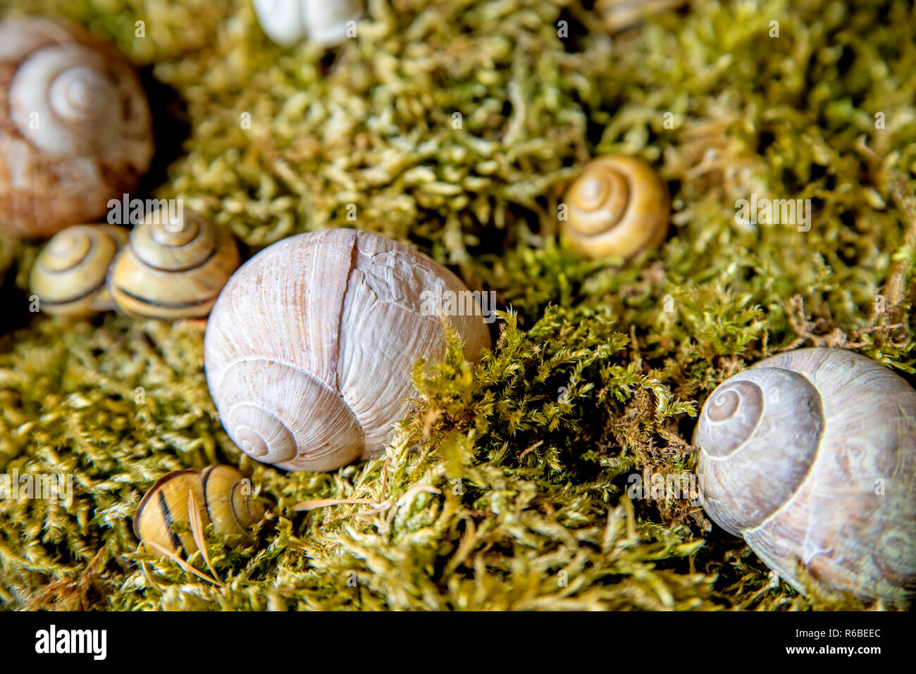 Snail Houses In Moss Stock Photo - Alamy