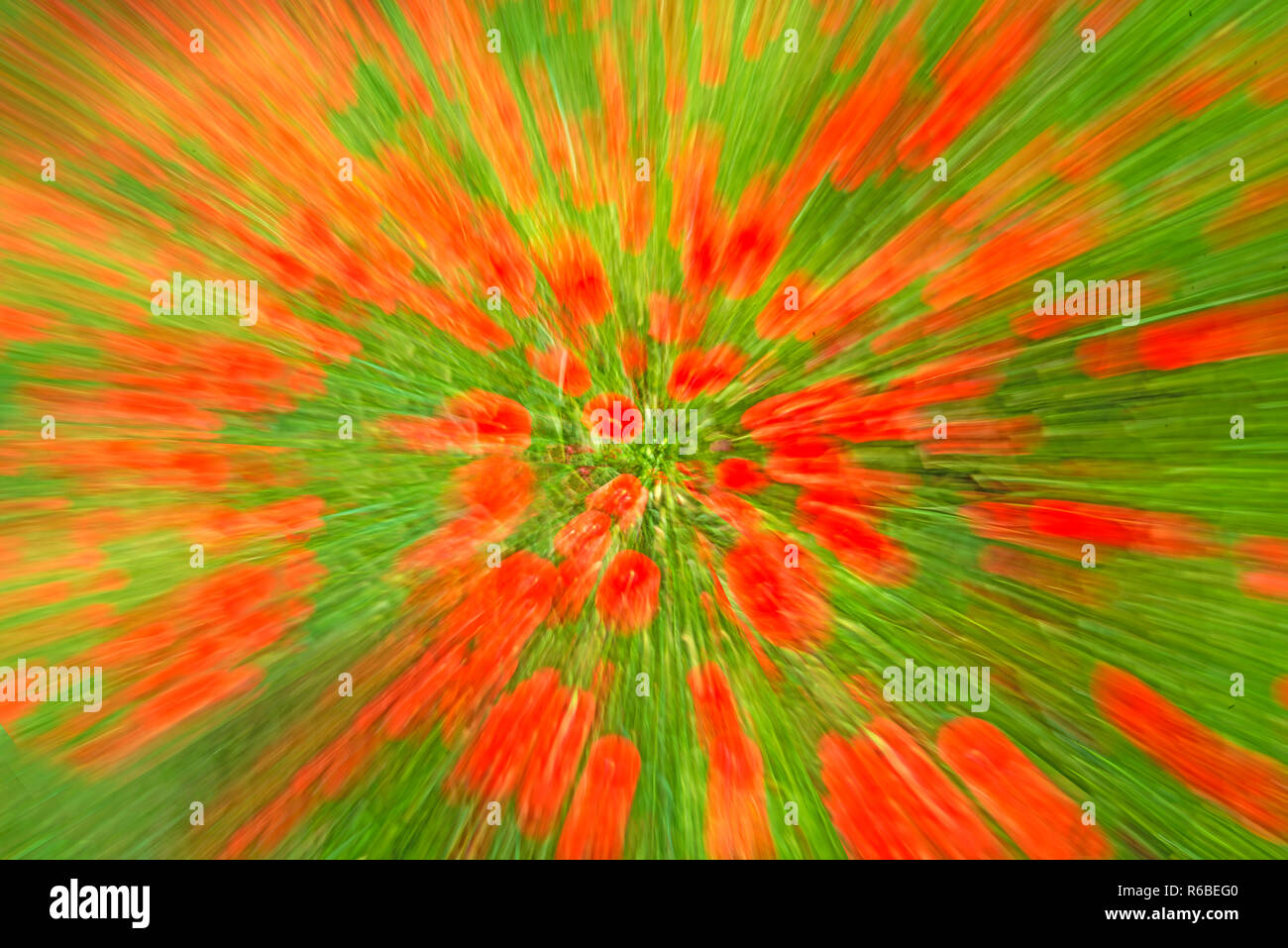 Red Poppy With Zoom Effect Stock Photo - Alamy