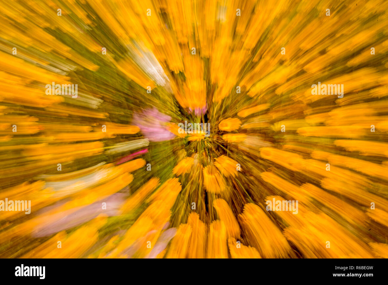 Yellow Flowers With Zoom Effect Stock Photo - Alamy