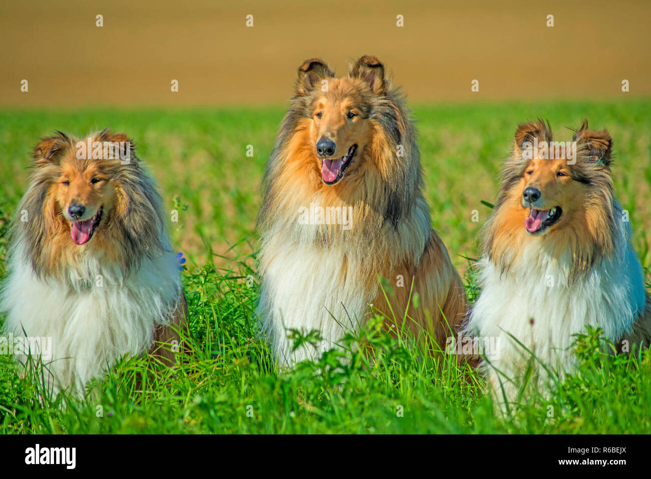American collie lying hi-res stock photography and images - Alamy