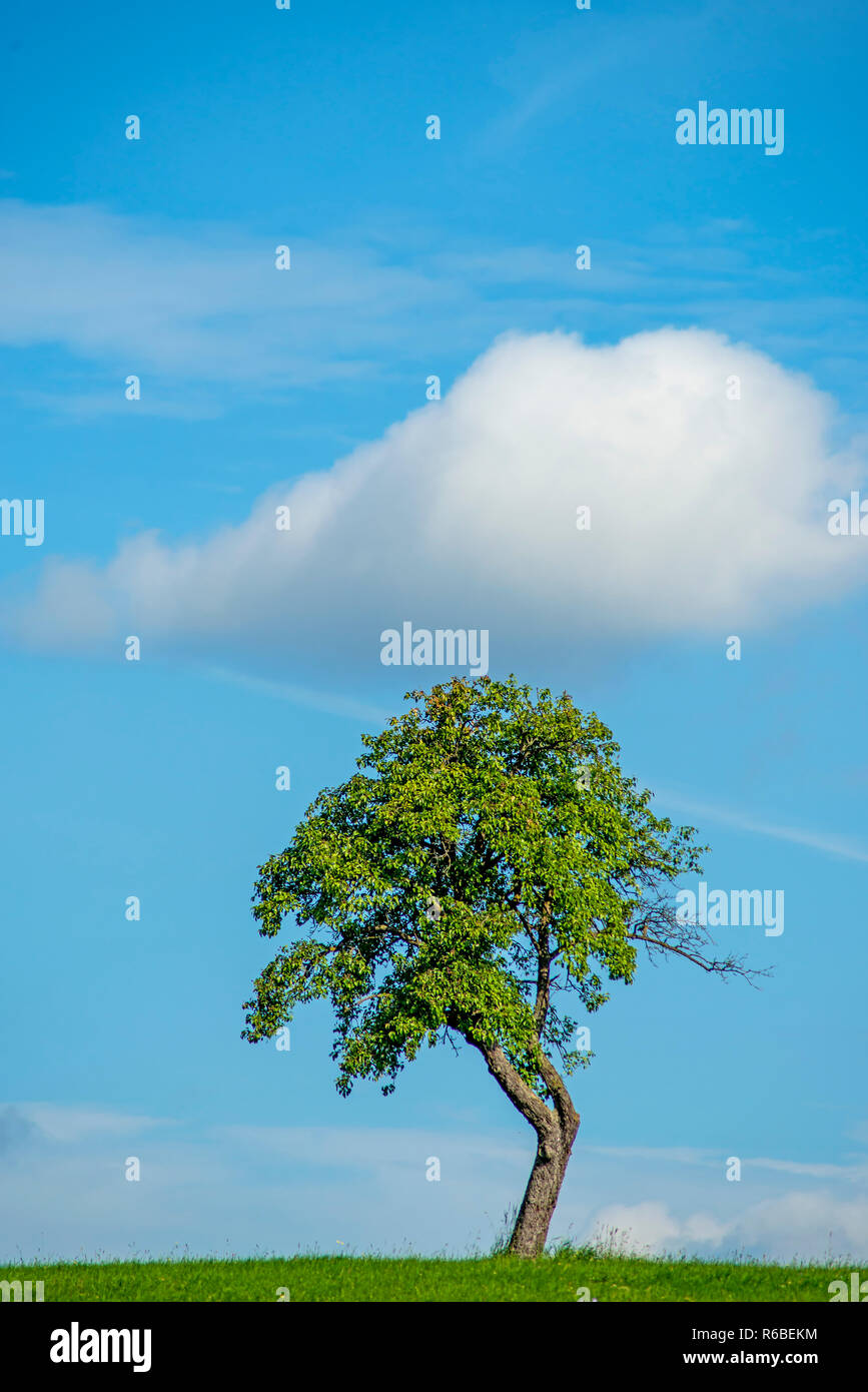 Tree With Cloud Stock Photo - Alamy
