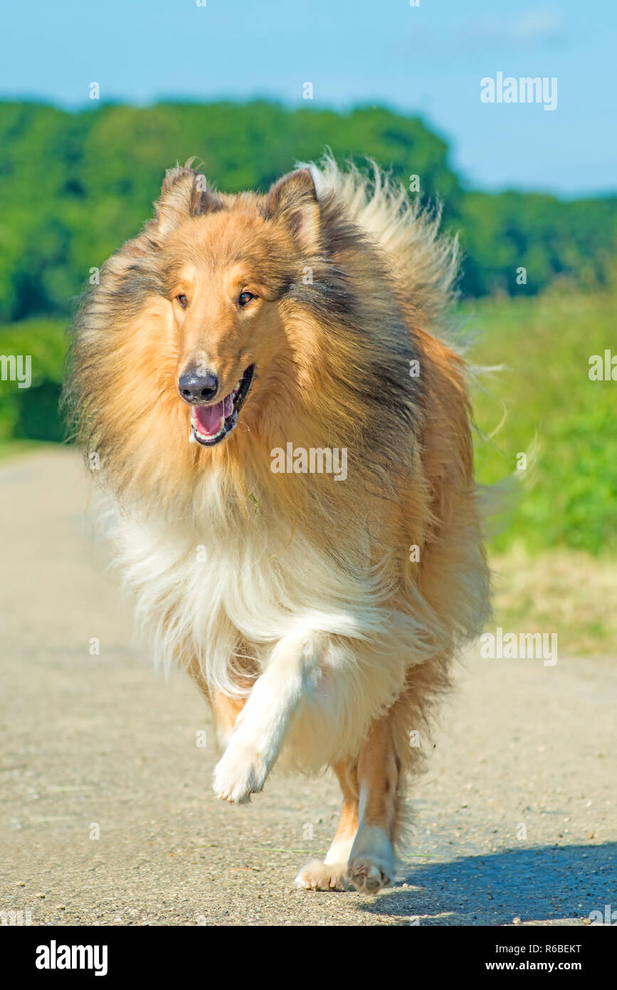 Male collie dog true bred hi-res stock photography and images - Alamy