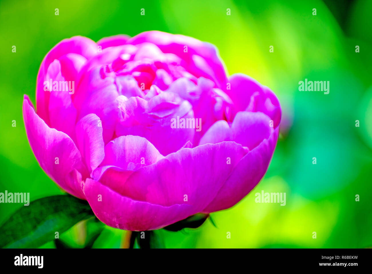 Pfingstrose hi-res stock photography and images - Alamy